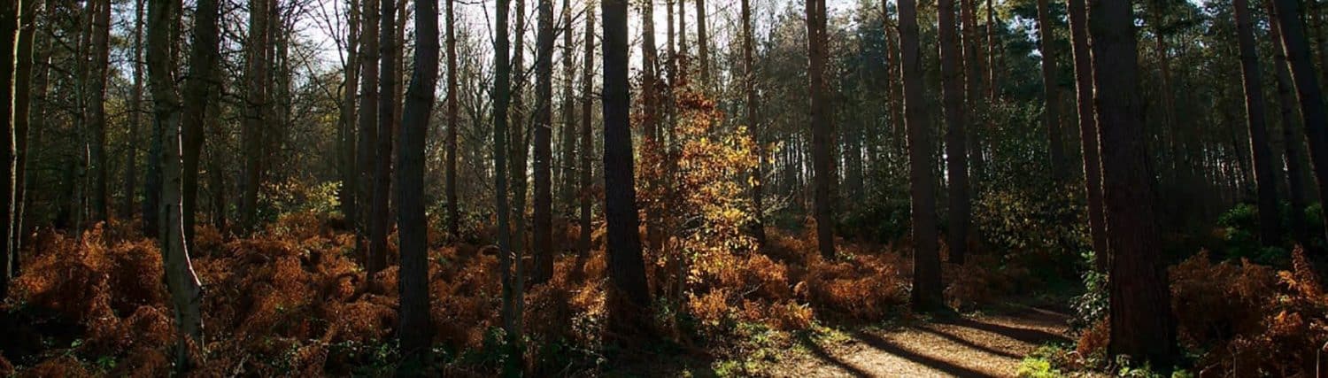 forest-title - MidWest Outdoors