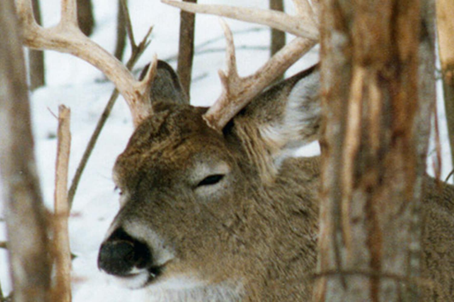 Curse of the Red-antlered Buck - MidWest Outdoors