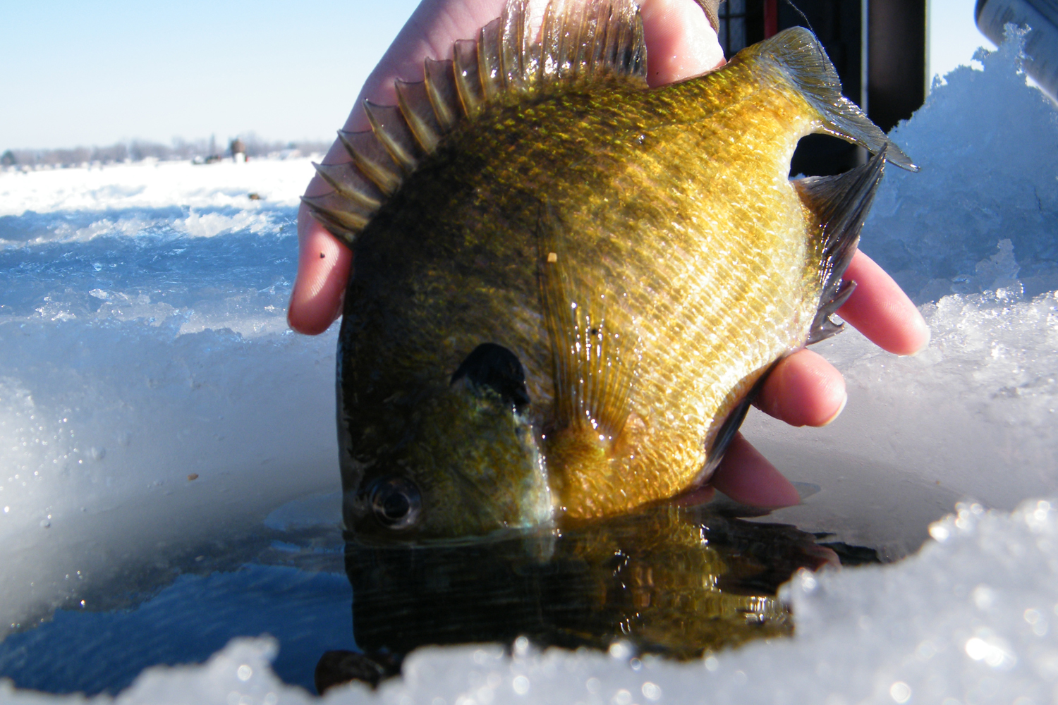 Late-ice Panfish, Key West Getaway - MidWest Outdoors