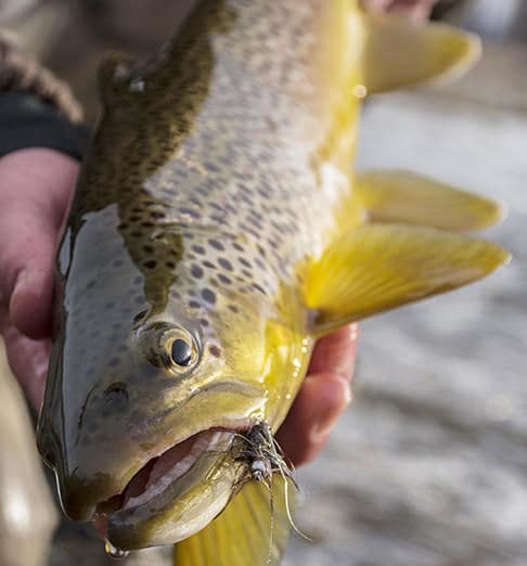 Filingo-Simple Trout Fishing2 - MidWest Outdoors