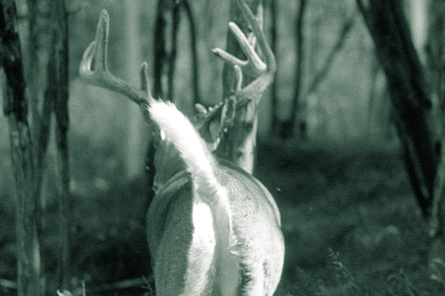 True Tales about Whitetails’ Tails - MidWest Outdoors