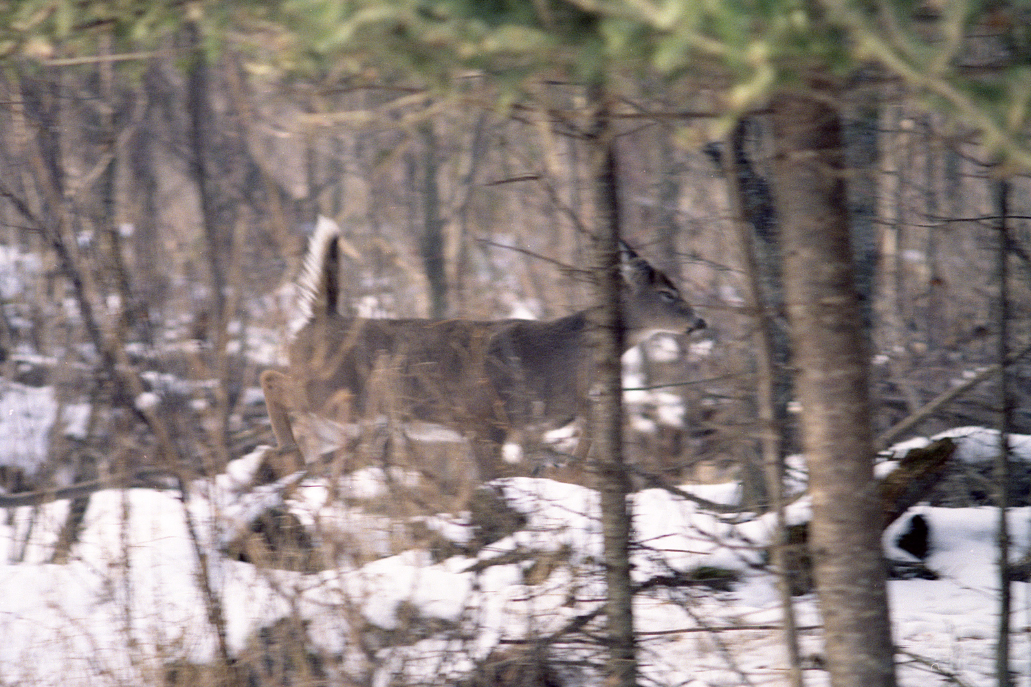 A Kid’s First Deer Hunt - MidWest Outdoors