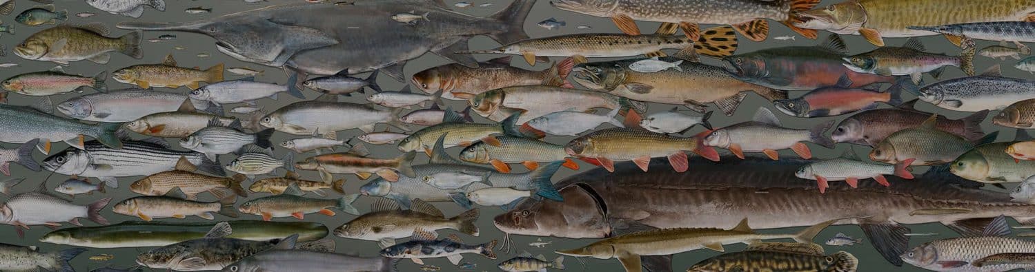 fishing by species - MidWest Outdoors