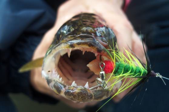 Gapen-Flick Fly-Part2-1FEATURE1200x800 - MidWest Outdoors