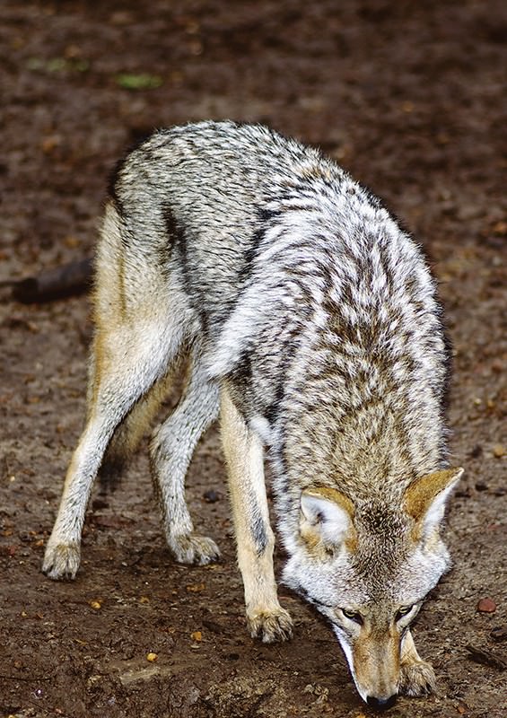 Anyone Can Hunt Coyotes in the Midwest: Filling a gap in the hunting ...
