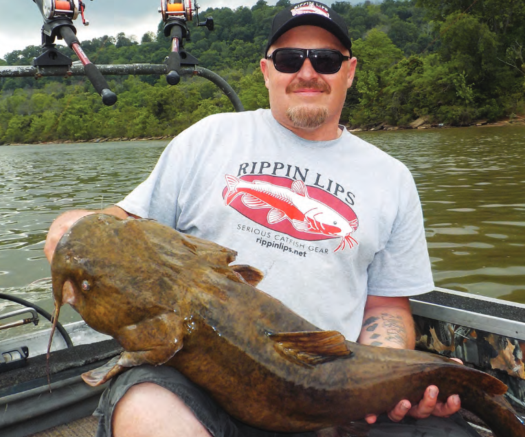 Flathead catfish: the king of freshwater sport fish? - MidWest Outdoors