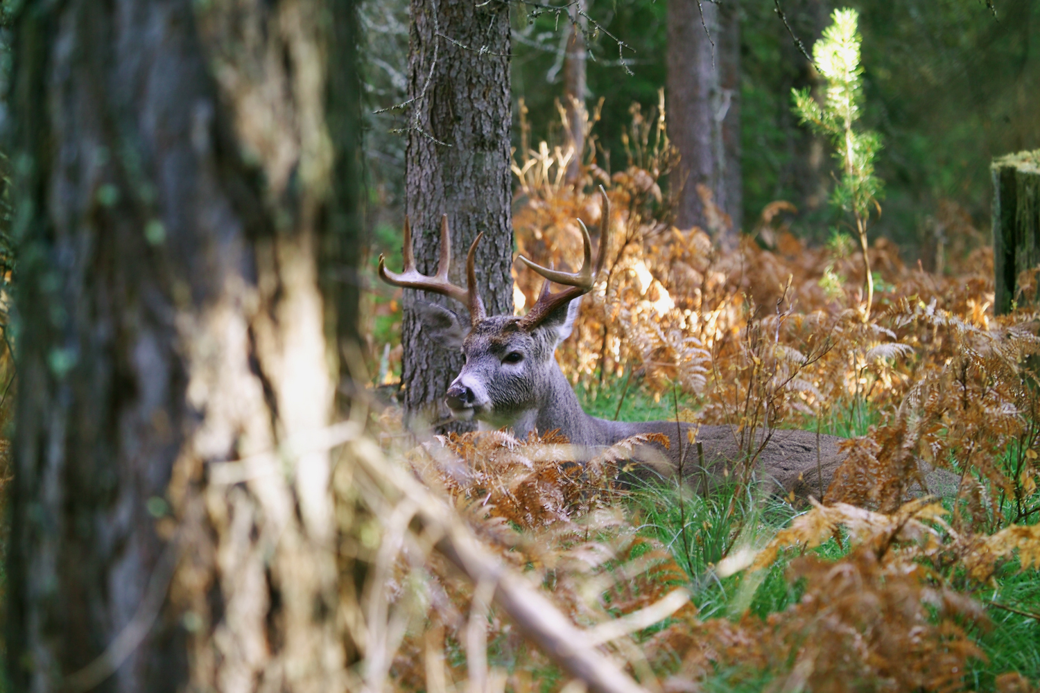 Six Reasons Spring Scouting Means Big Fall Bucks - MidWest Outdoors