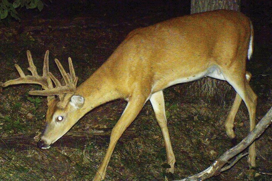 Top Early-season Bowhunting Destinations for Velvet Racks - MidWest ...