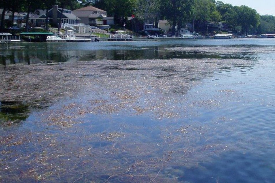 Lake Weed Treatments a Hot-button Issue with Anglers - MidWest Outdoors