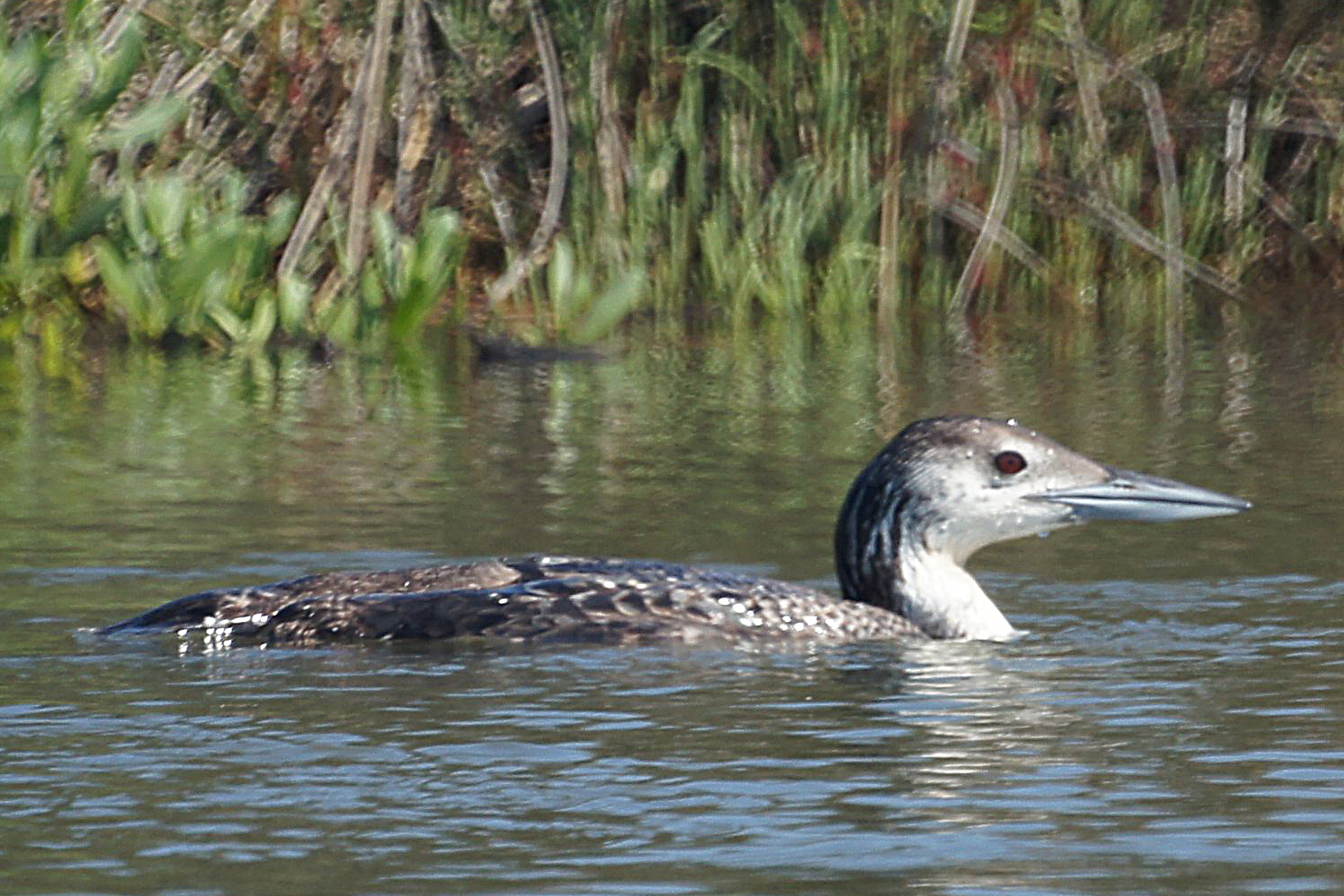 Midwestern Loons, Deep-cover Fish, & More - MidWest Outdoors