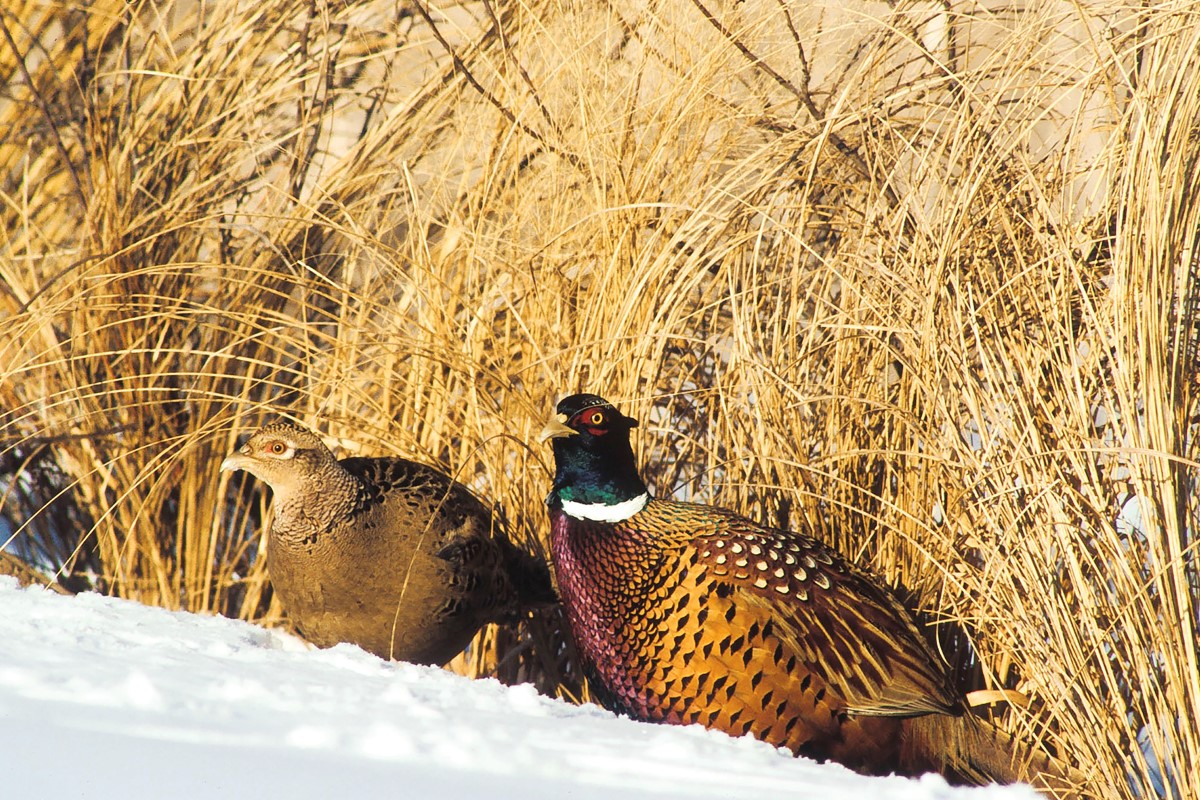 More CRP Acres, Higher Pheasant Populations - MidWest Outdoors