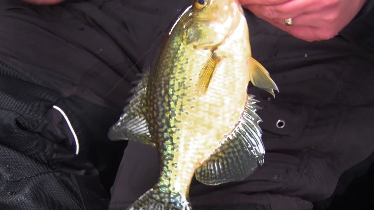 Ice Panfish in the Mille Lacs area of MN - MidWest Outdoors
