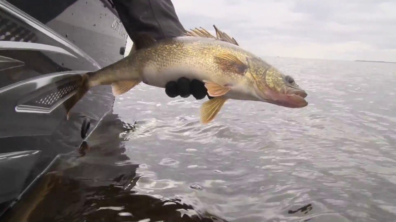 Early Spring Walleye in Green Bay - MidWest Outdoors