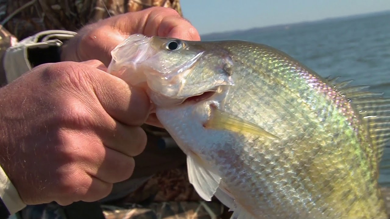 MidWest Outdoors Kentucky Lake Fishing Adventure | MidWest Outdoors TV