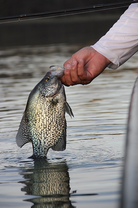 Streamline Your Spider-Rigs - MidWest Outdoors