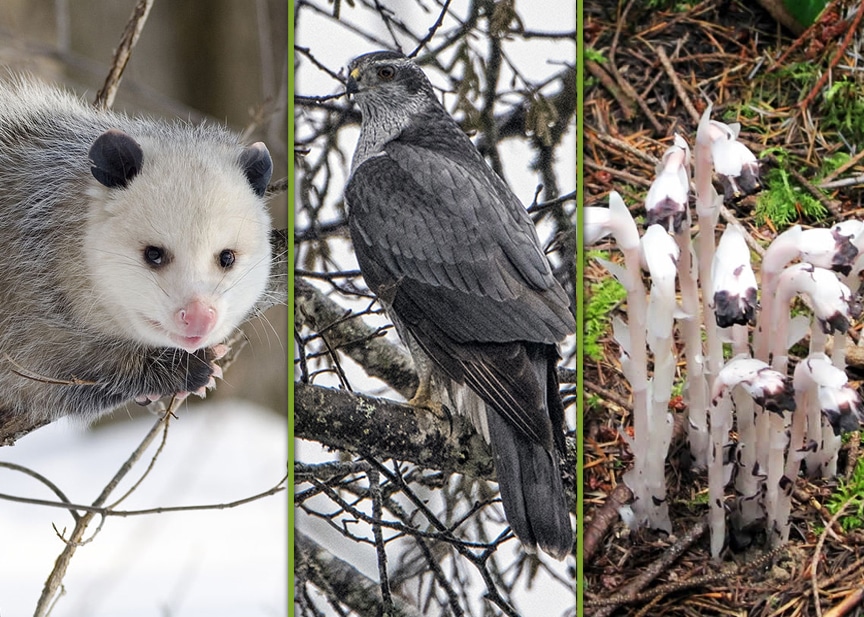 Nature Notes - MidWest Outdoors