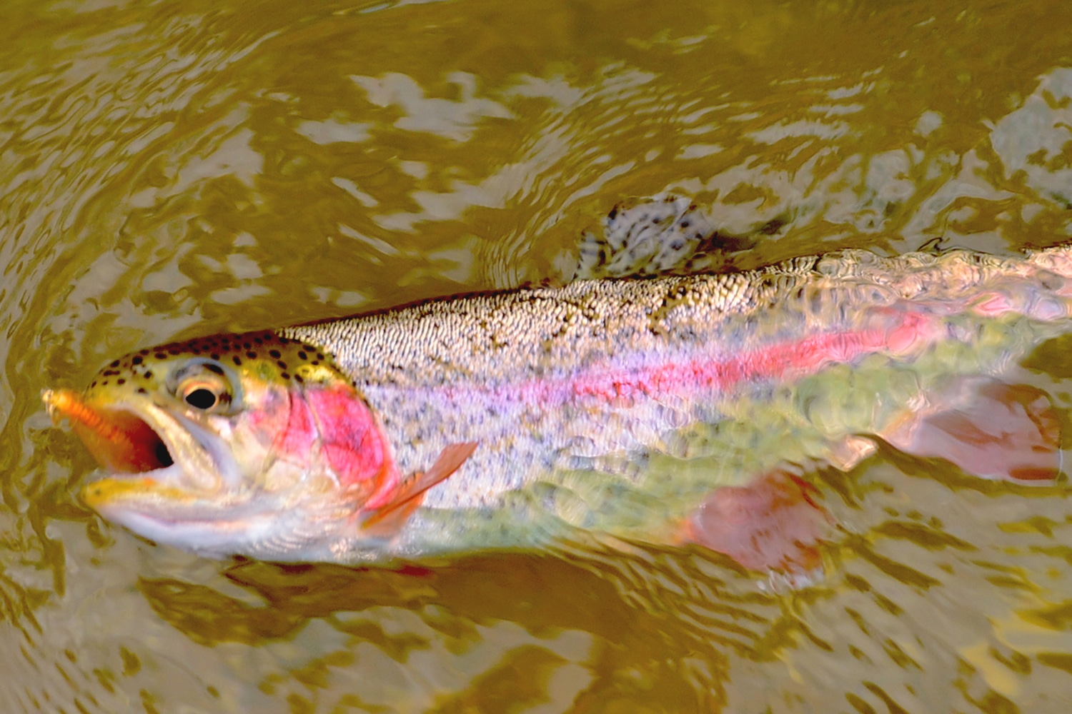 Cooper-FrigidDayOnMeramec1FEATURE1500x1000 - MidWest Outdoors