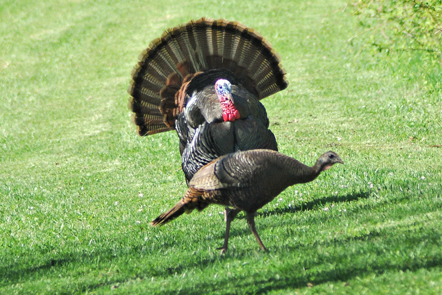 Why We Should Call it the ‘Turkey Rut’ - MidWest Outdoors