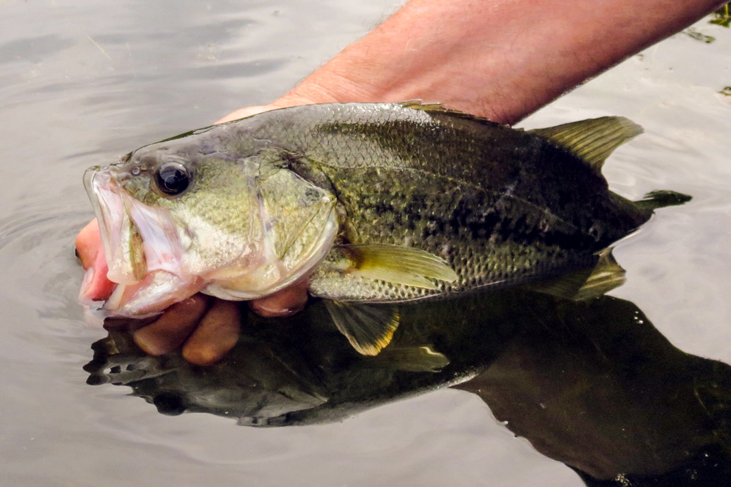 Moving Out on Early-season Bass - MidWest Outdoors