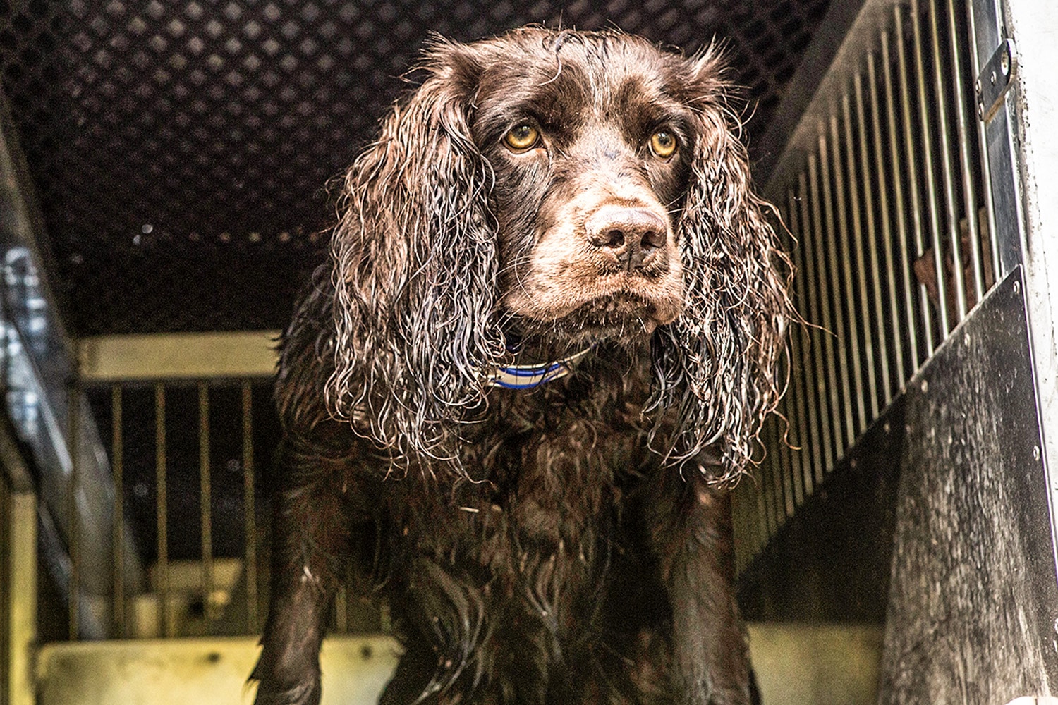 Traveling with Your Sporting Dogs - MidWest Outdoors