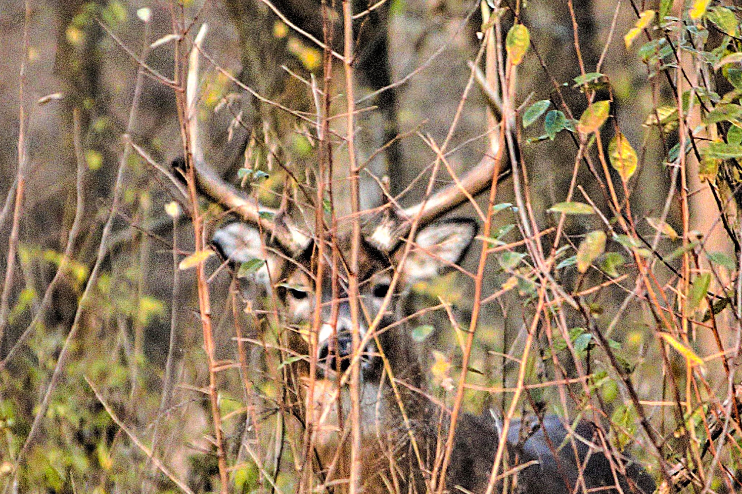 Stay Alert in Your Deer Stand - MidWest Outdoors