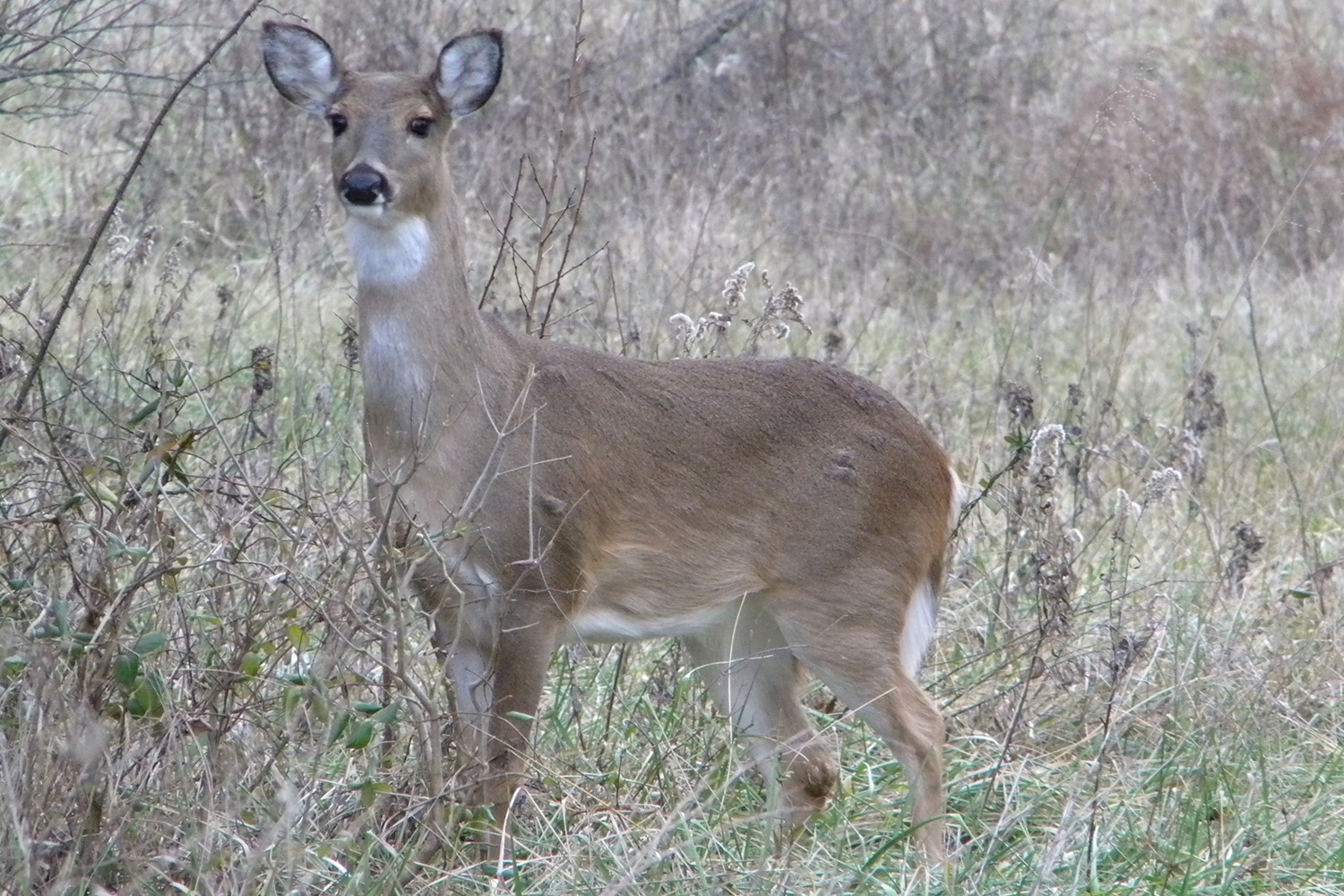 Scout Those Deer All Year Around - MidWest Outdoors