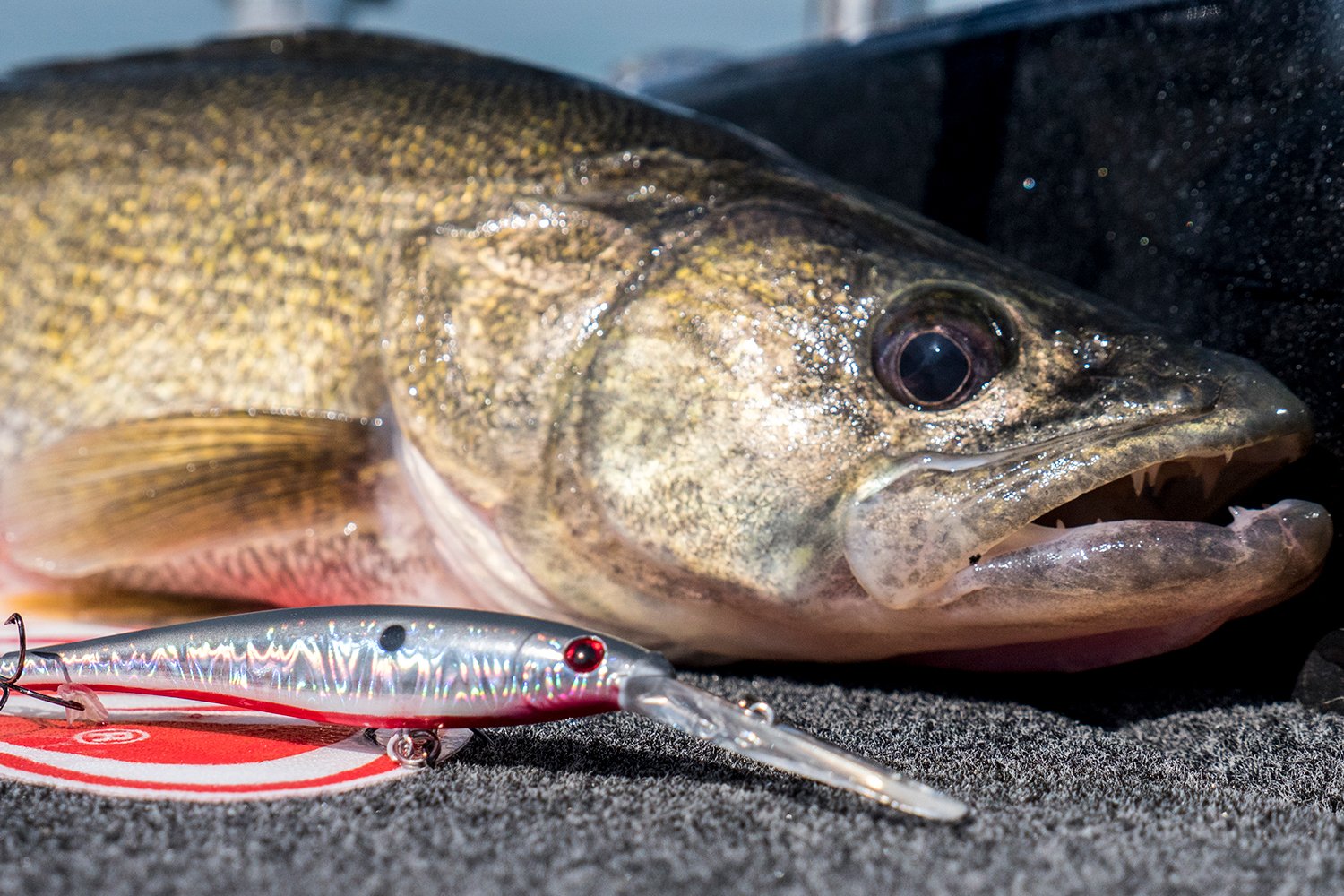 Aggressive Spring Walleyes - MidWest Outdoors