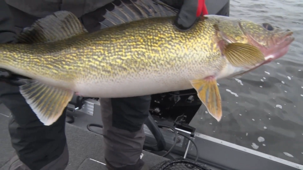 Green Bay Rippin Rap Walleye - MidWest Outdoors