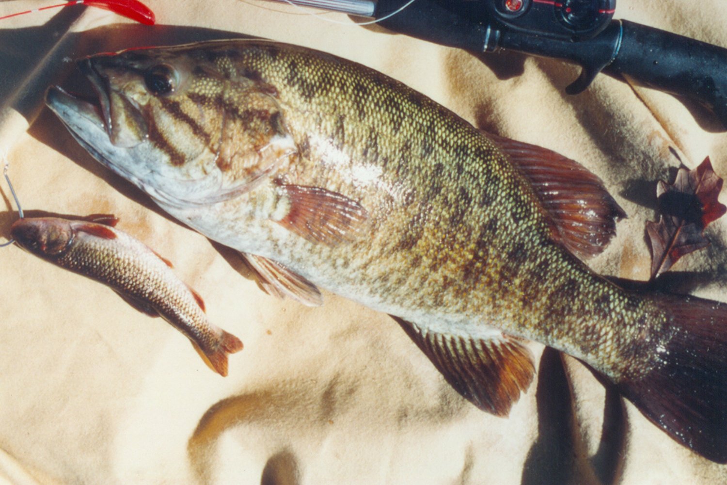 Big Rivers: A Time for Redtails - MidWest Outdoors