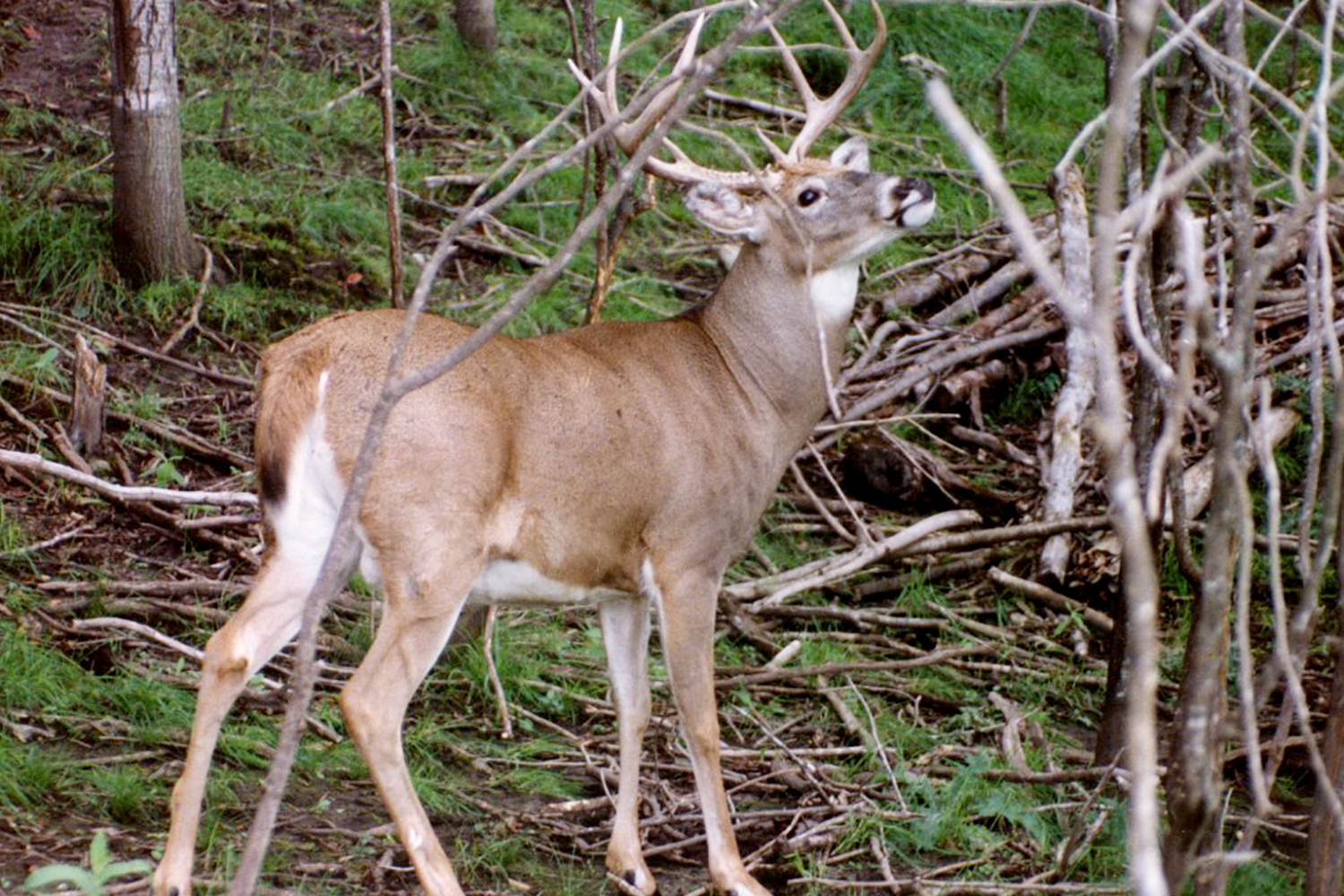 Hunting Bucks in November - MidWest Outdoors