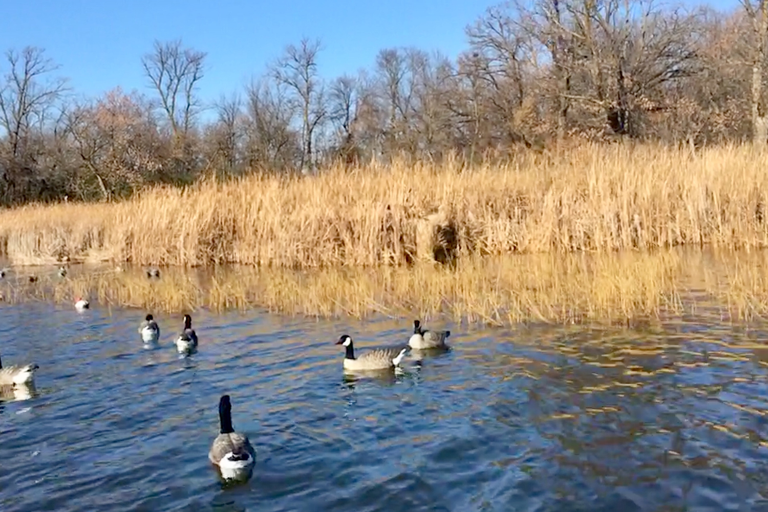 Public Hunting Success - MidWest Outdoors