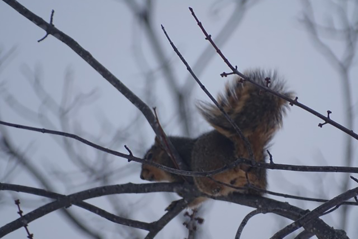 Squirrel Hunting with Cataracts - MidWest Outdoors