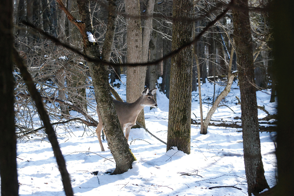 How Do You Hunt Whitetails? - MidWest Outdoors