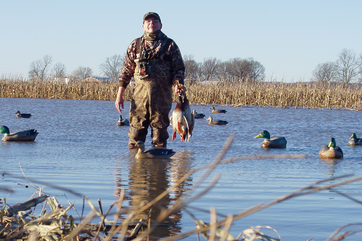 Plenty of Ducks, but Expect Tough Hunting - MidWest Outdoors