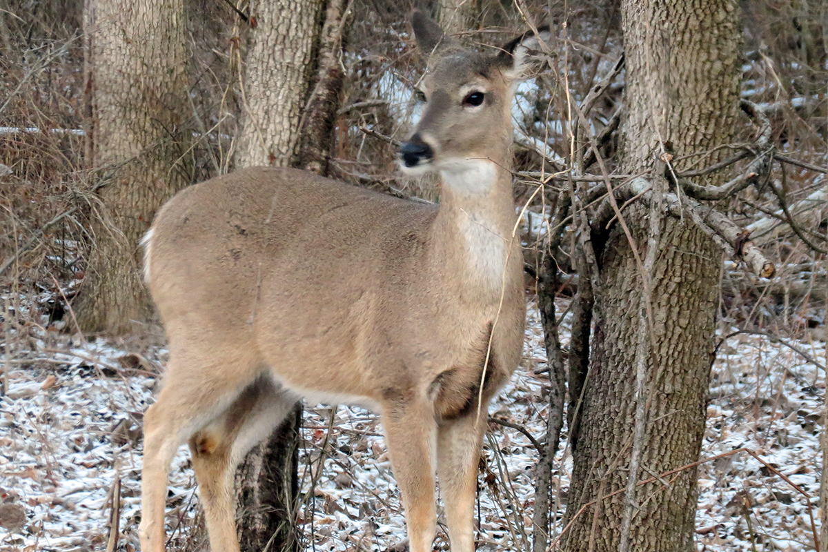 Hunting Winter Whitetail Deer - MidWest Outdoors