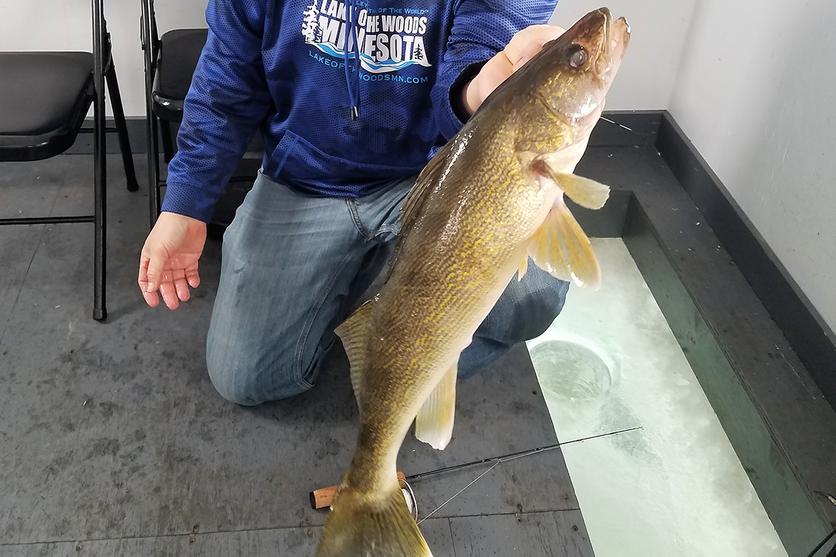 Dial Your Dead Sticks to Ice More Walleyes? - MidWest Outdoors