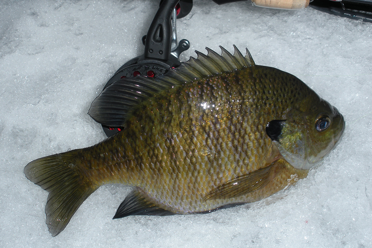 Early-Ice Bluegill Tactics - MidWest Outdoors