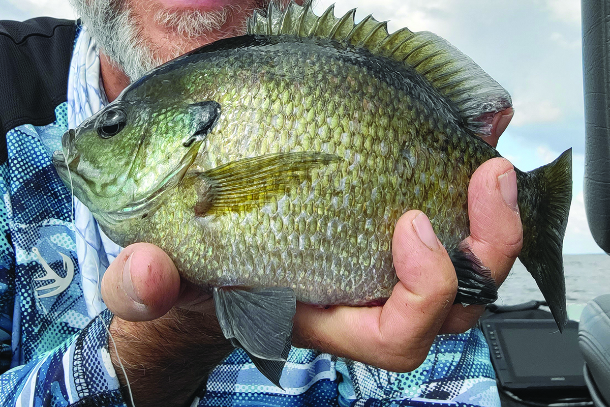 Matan-Are Docks Fish Magnets image - MidWest Outdoors