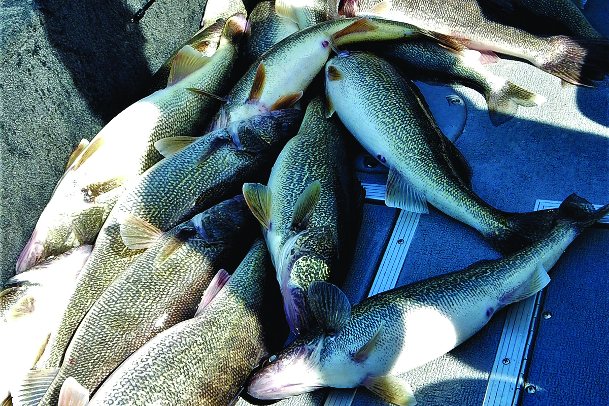 Western Basin Walleye Densities Peak in April - MidWest Outdoors