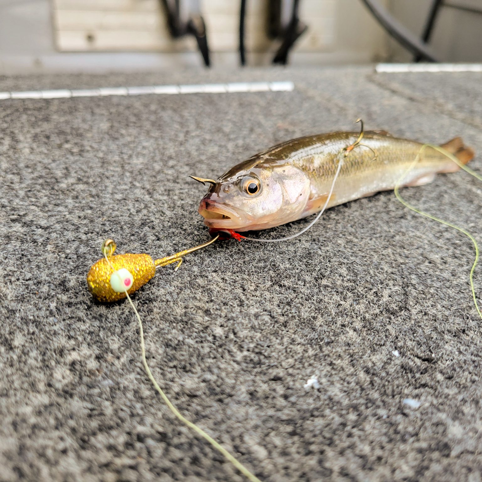 Hot Walleye Action Right Now! - MidWest Outdoors