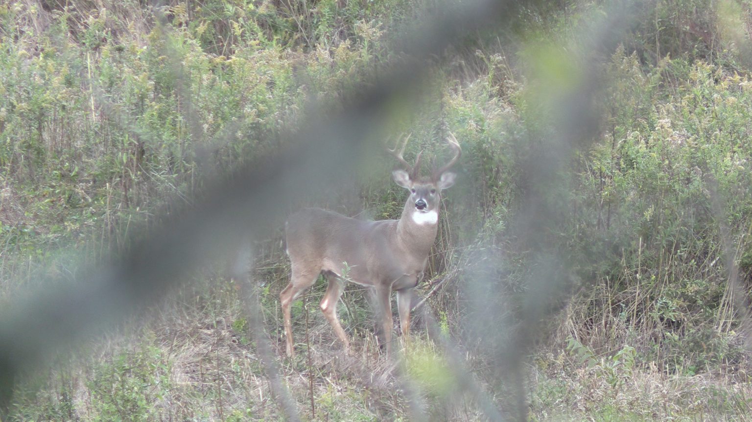How to Scout for Whitetail Deer - MidWest Outdoors