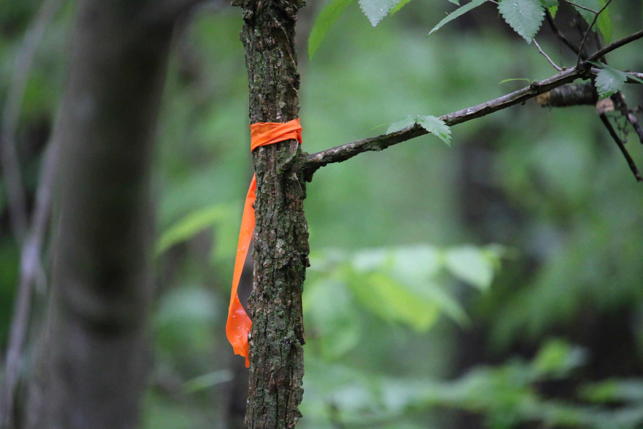 How to Scout for Whitetail Deer - MidWest Outdoors