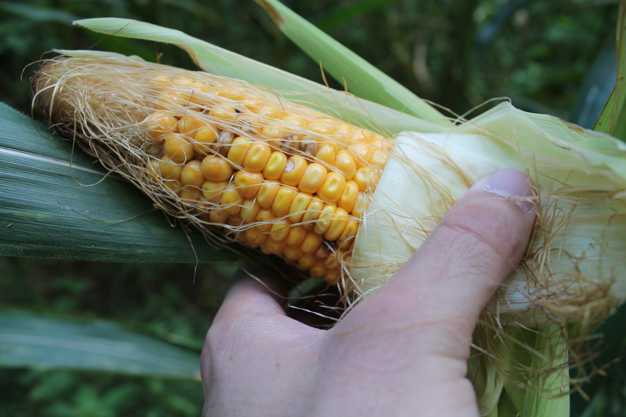 How to Scout for Whitetail Deer - MidWest Outdoors