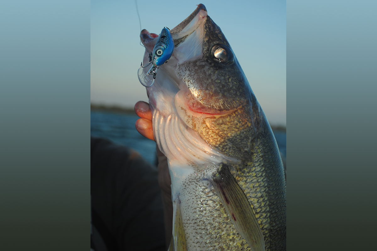 Summer Fishing Ideas - MidWest Outdoors