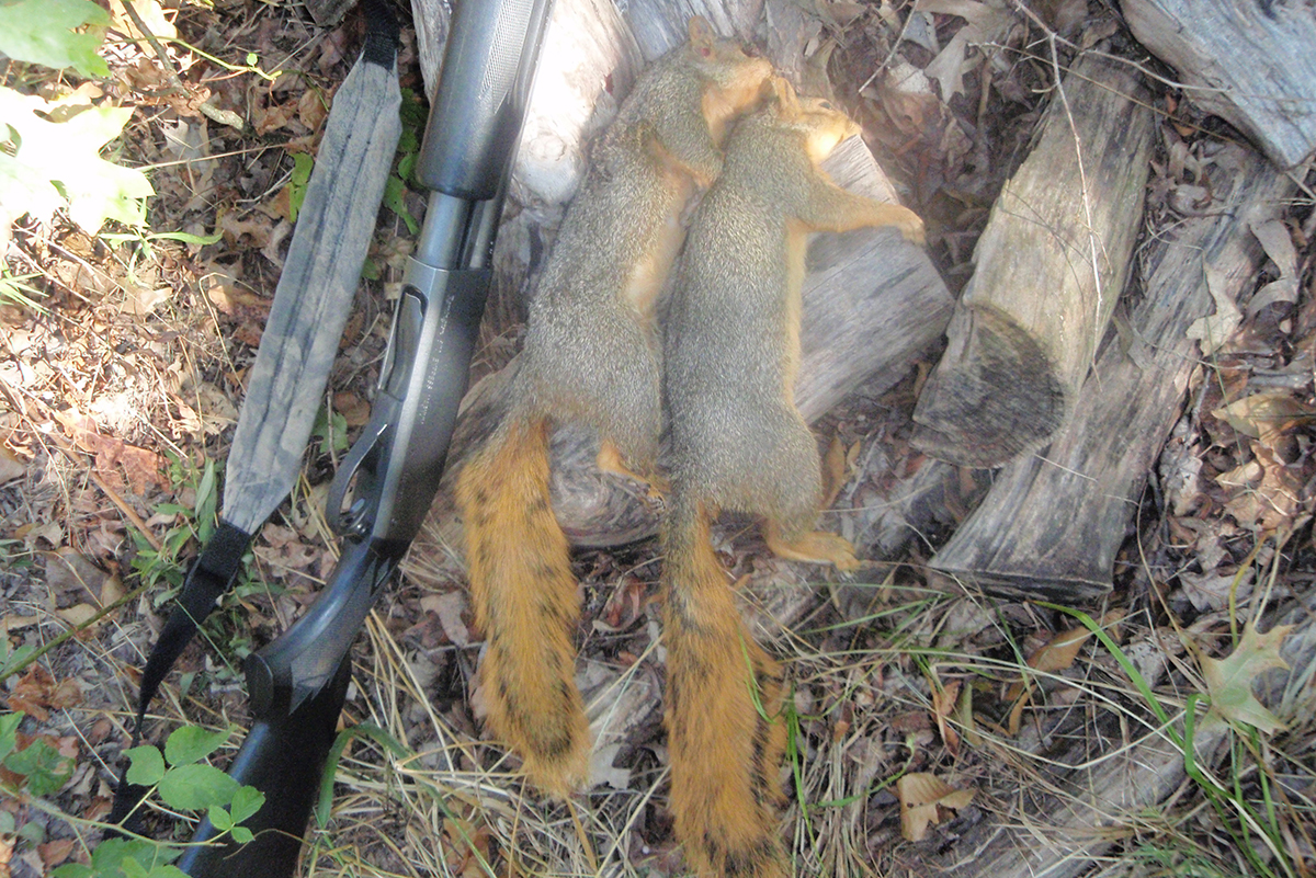 Now is a Great Time for Squirrel Hunting - MidWest Outdoors