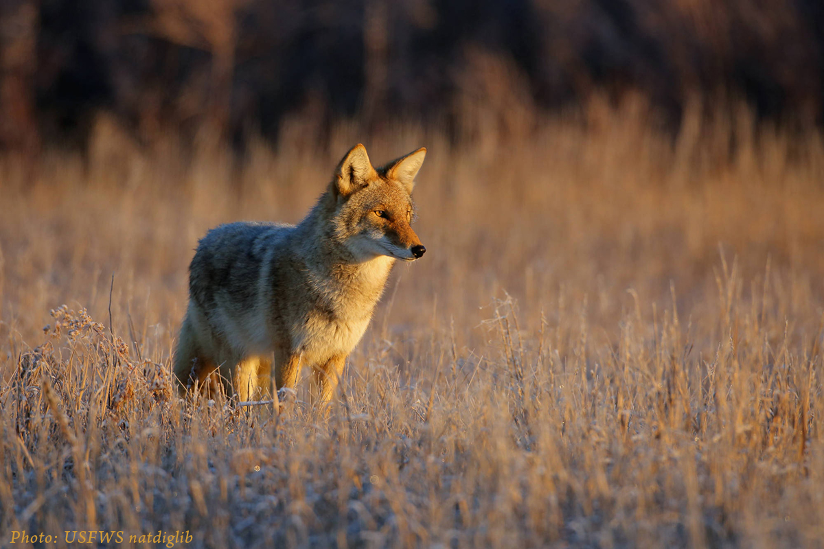 Ohio Coyote Specimens Needed for Research Project - MidWest Outdoors