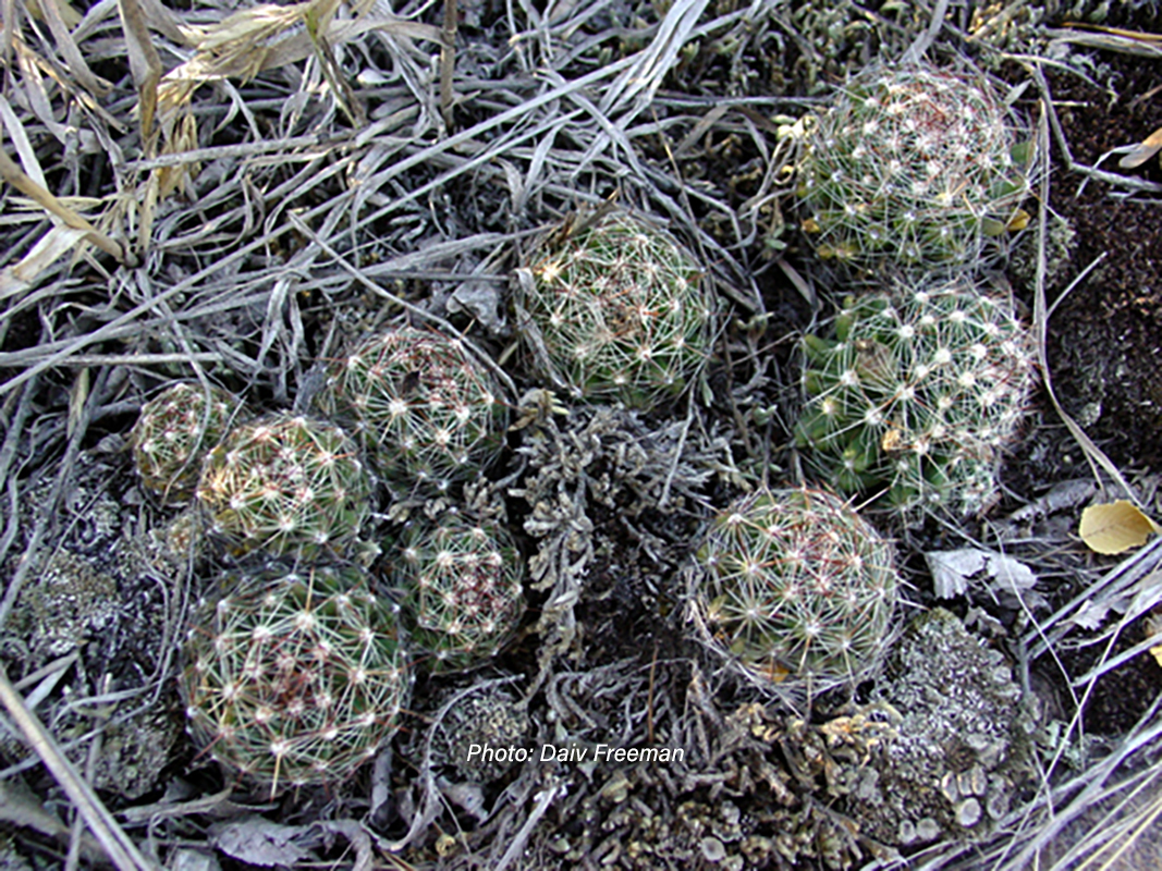 Midwestern Ball Cacti - MidWest Outdoors