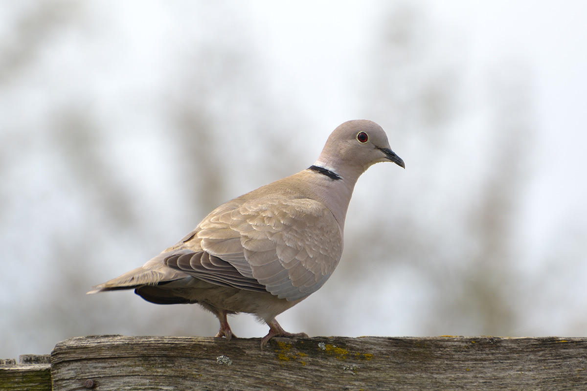 The Winter Dove - MidWest Outdoors