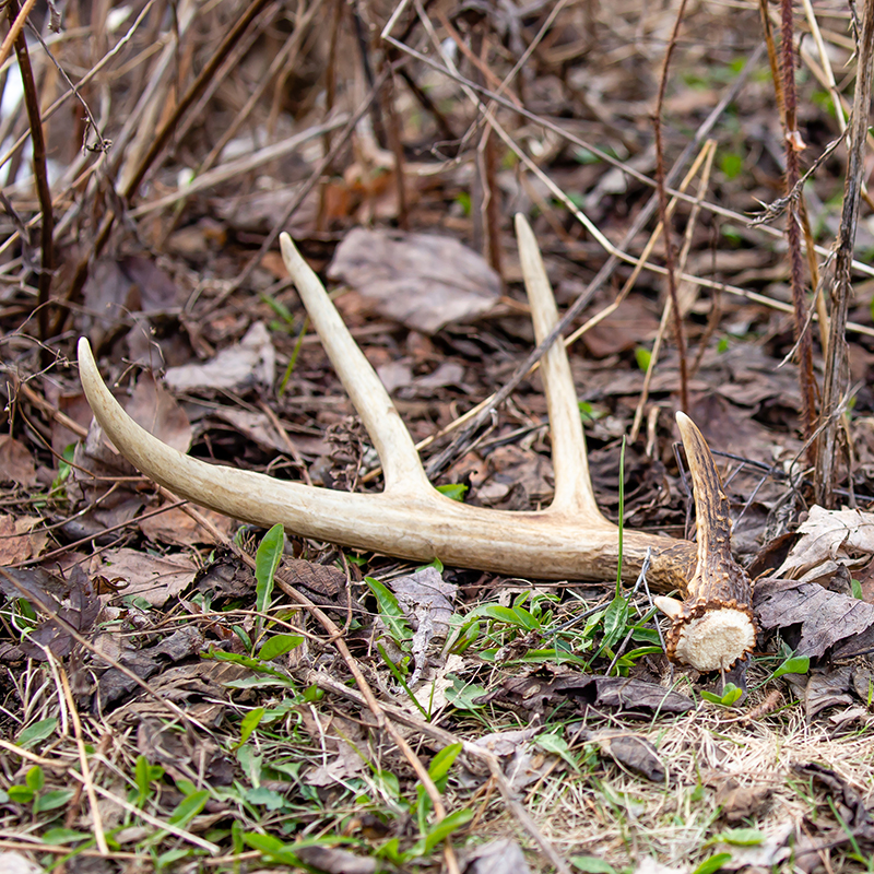 Antler Hunting - MidWest Outdoors