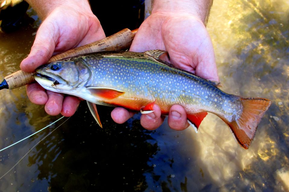 Trout of the Wisconsin Driftless Area - MidWest Outdoors